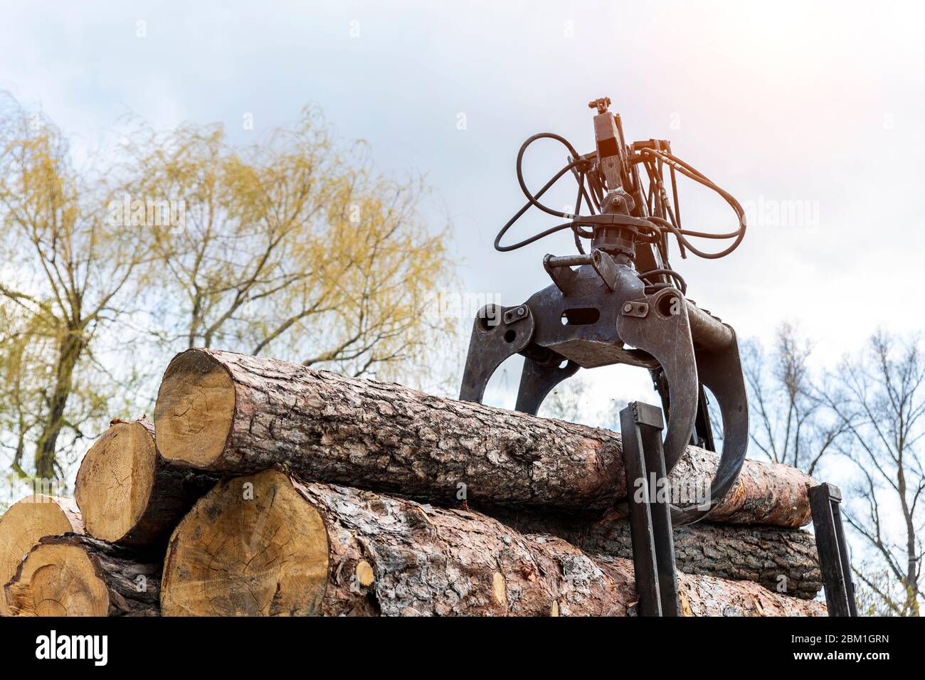 Loading heavy industrial truck trailer with big timber pine, spruce ...