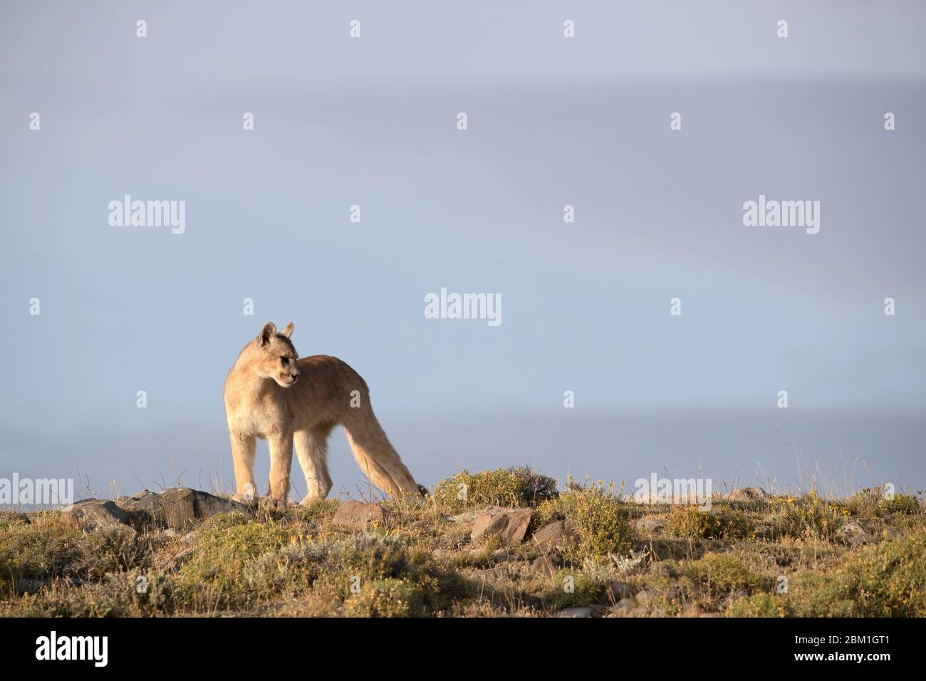 Single Puma standing on a hill side, silhouetted against blue sky. Also ...