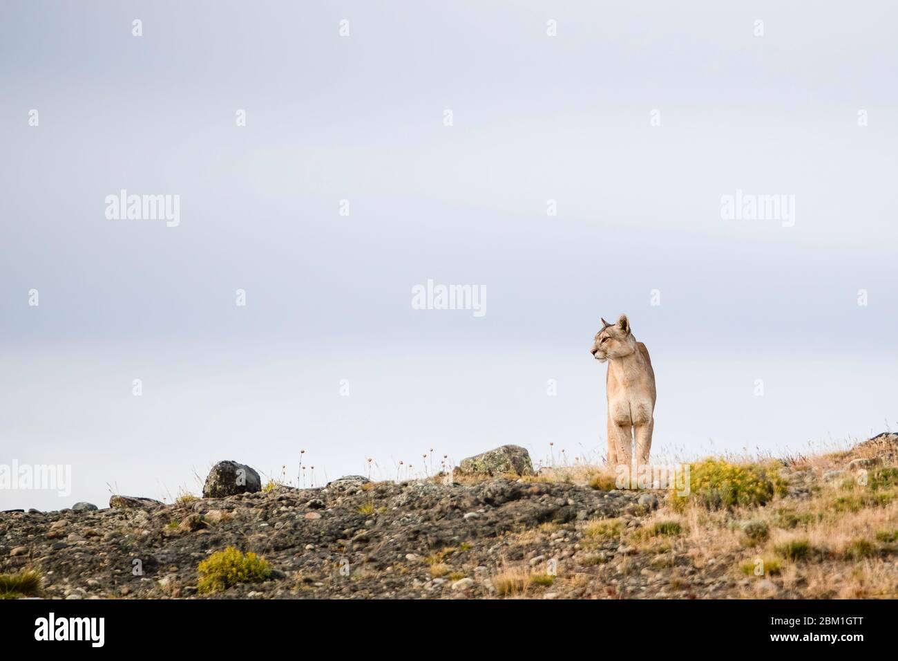 Single Puma standing on a hill side, silhouetted against blue sky. Also ...