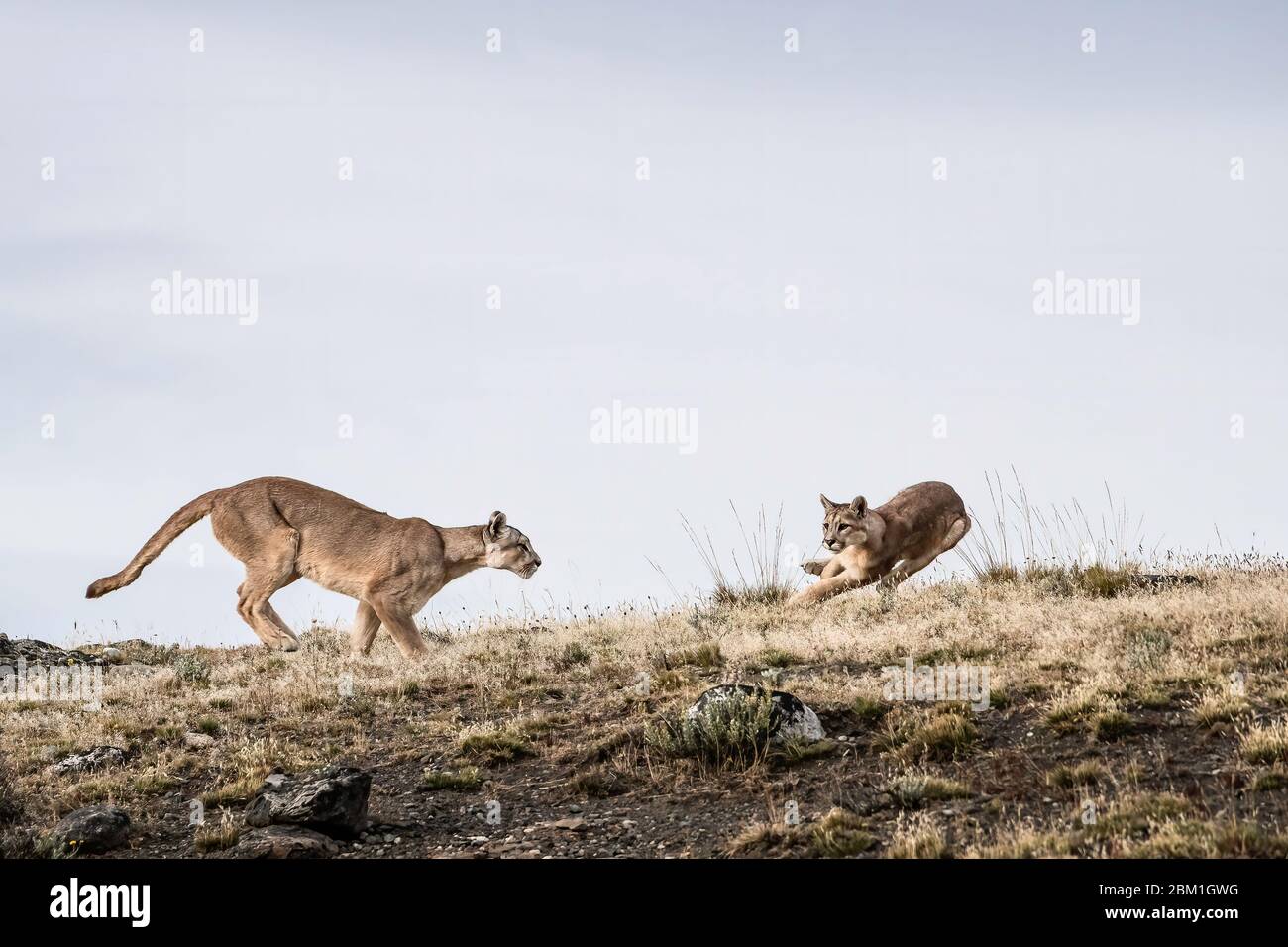 Pair of juvenile Puma cubs running on a hill side, silhouetted against ...