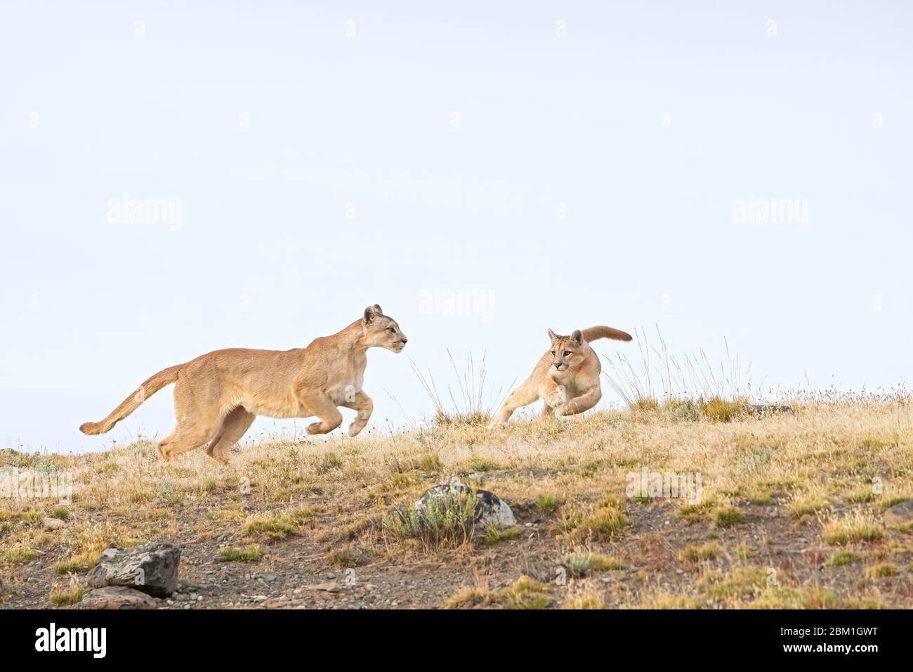 Pair of juvenile Puma cubs running on a hill side, silhouetted against ...