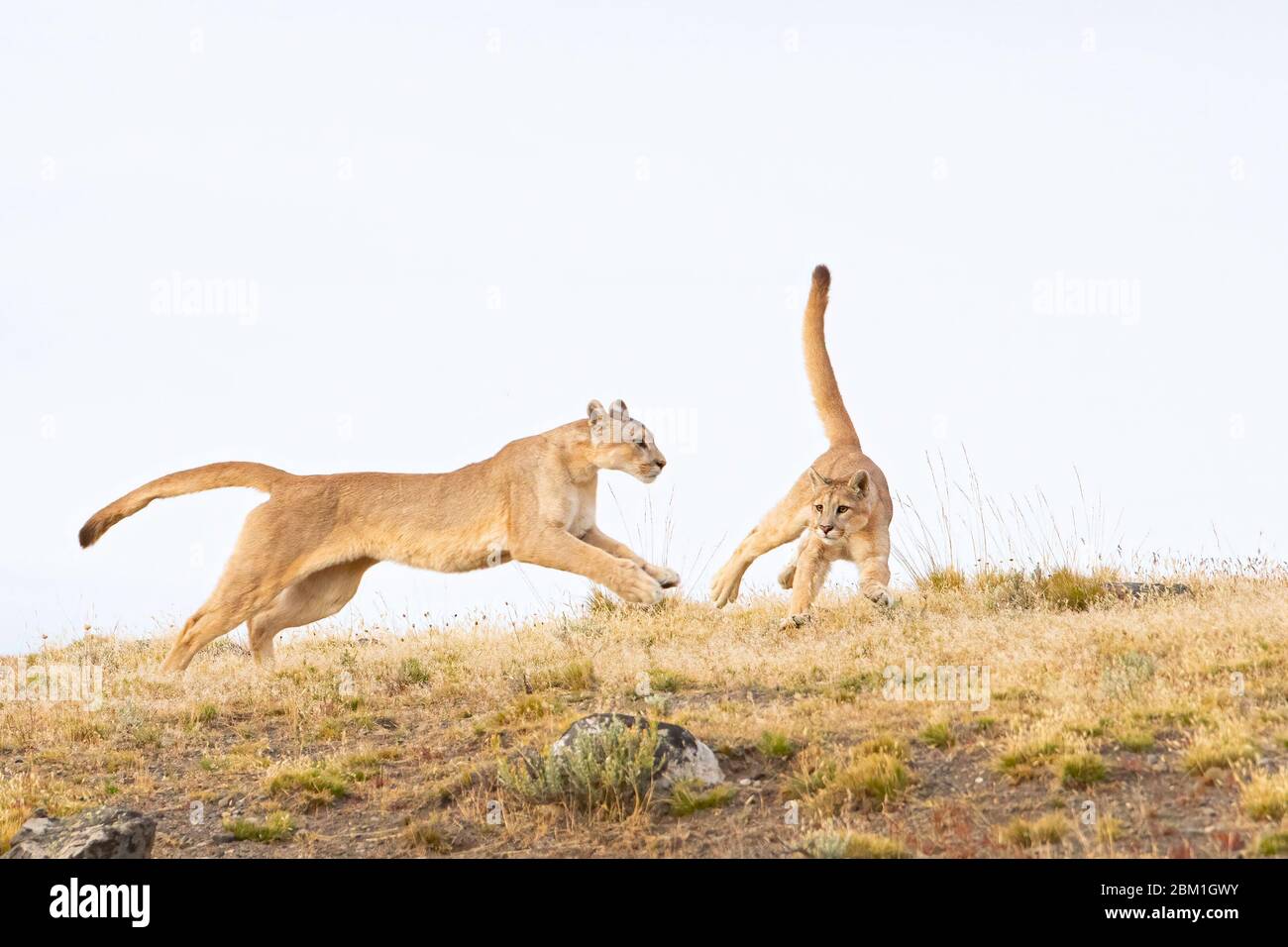 Puma running torres del paine hi-res stock photography and images - Alamy