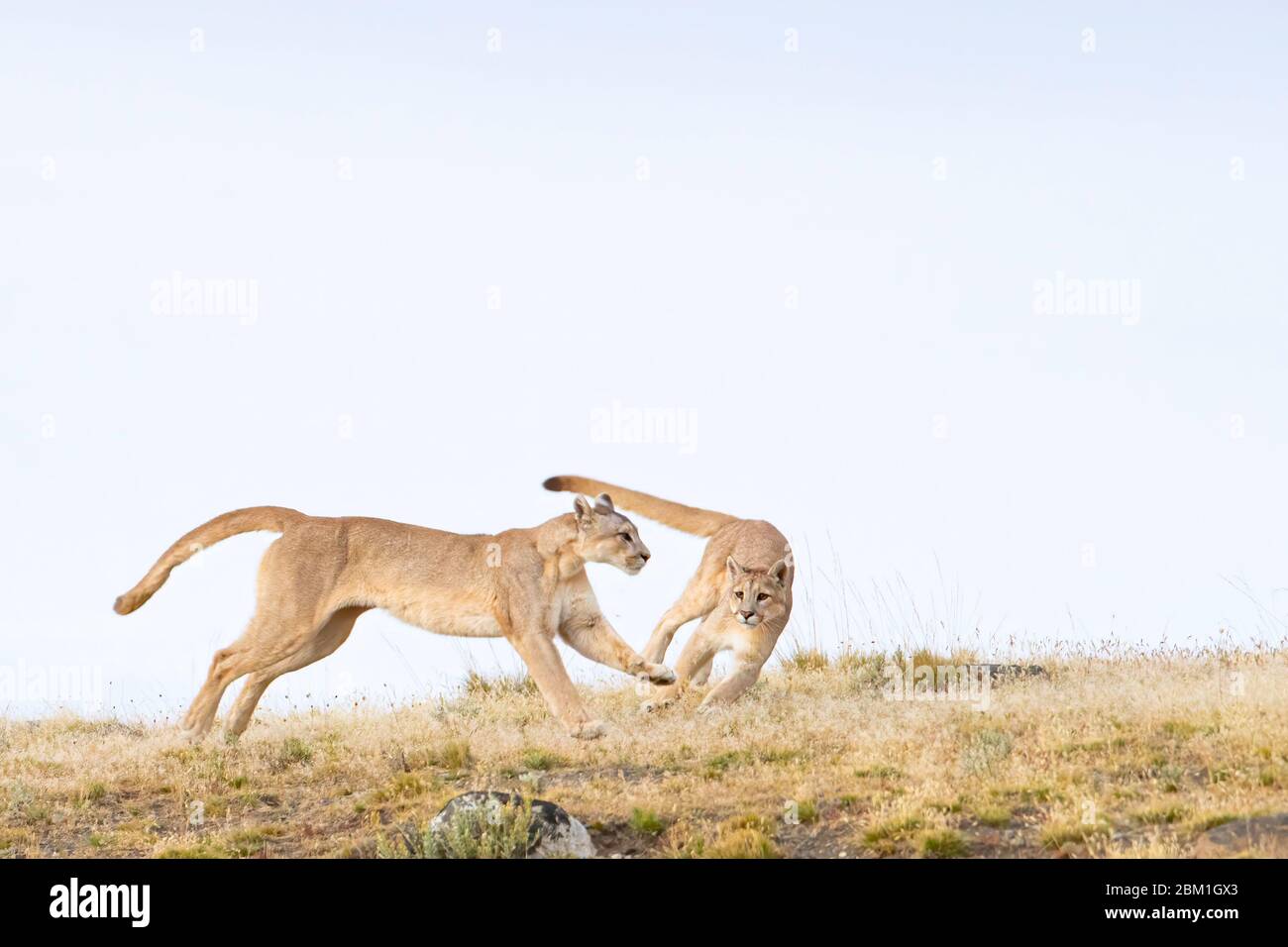 Pair of juvenile Puma cubs running on a hill side, silhouetted against ...