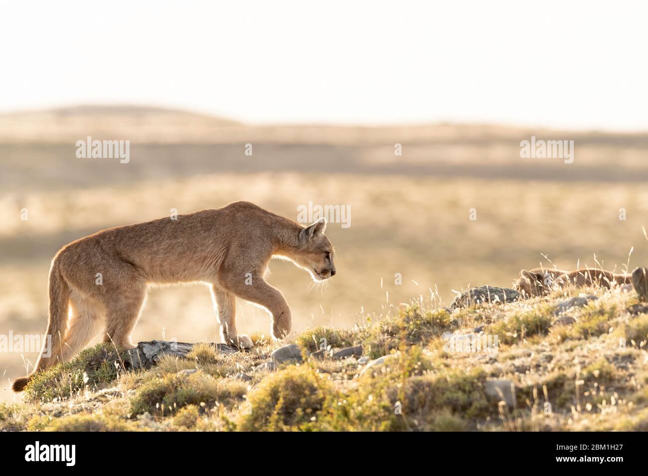 Single Puma walking up a hill side, silhouetted against grassland and ...