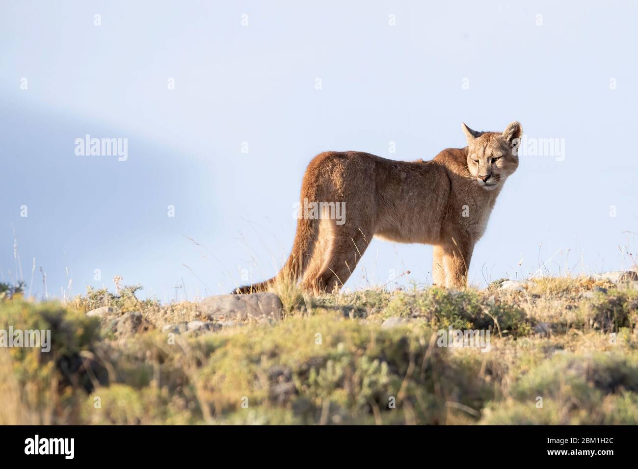 Single Puma standing on a hill side, silhouetted against blue sky. Also ...