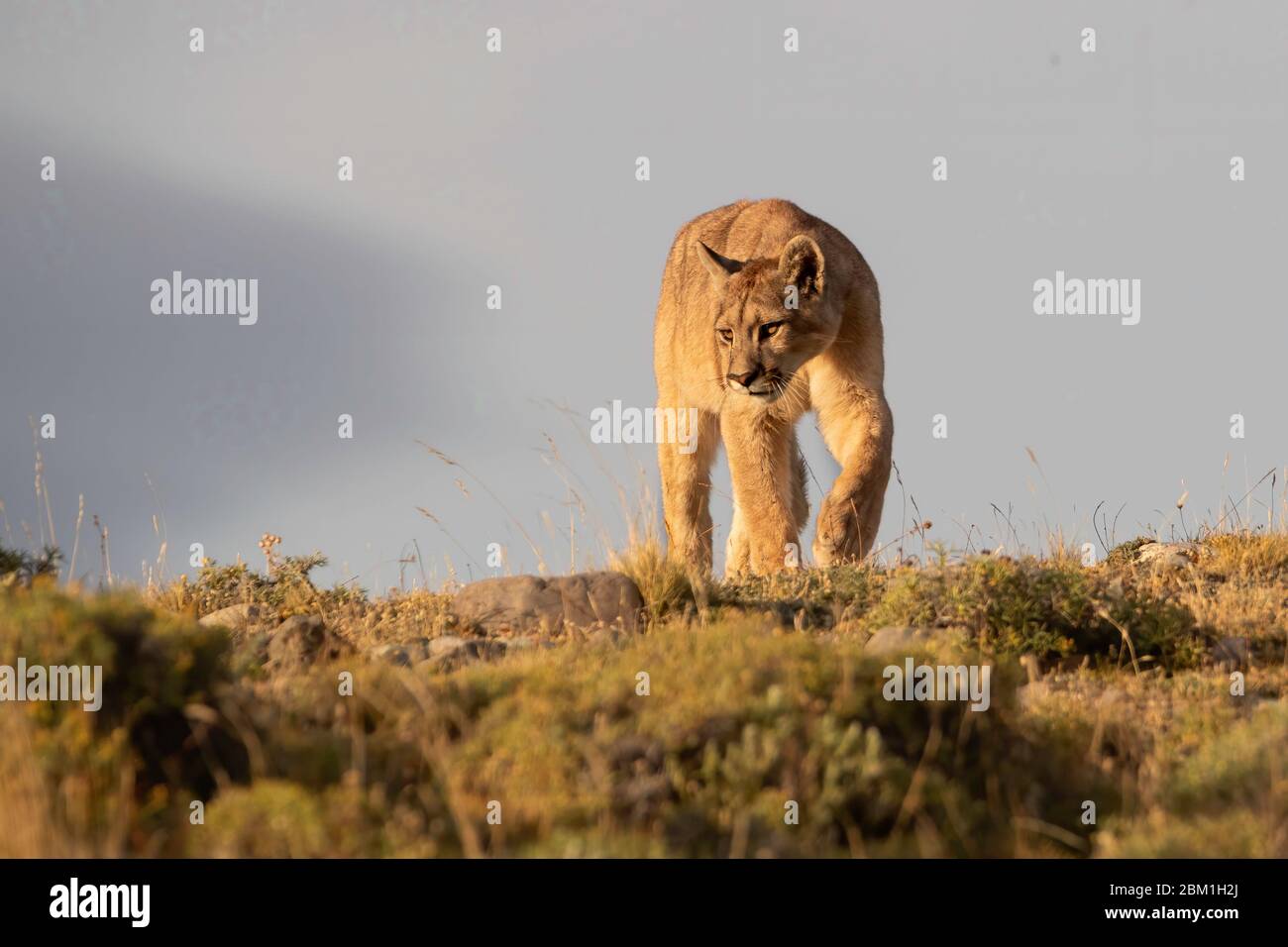 Single Puma walking on a hill side, silhouetted against blue sky. Also ...