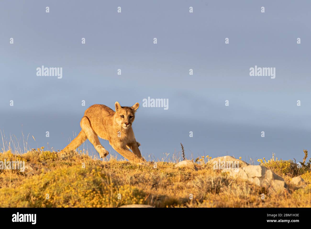 Single Puma running on a hill side, silhouetted against blue sky. Also ...
