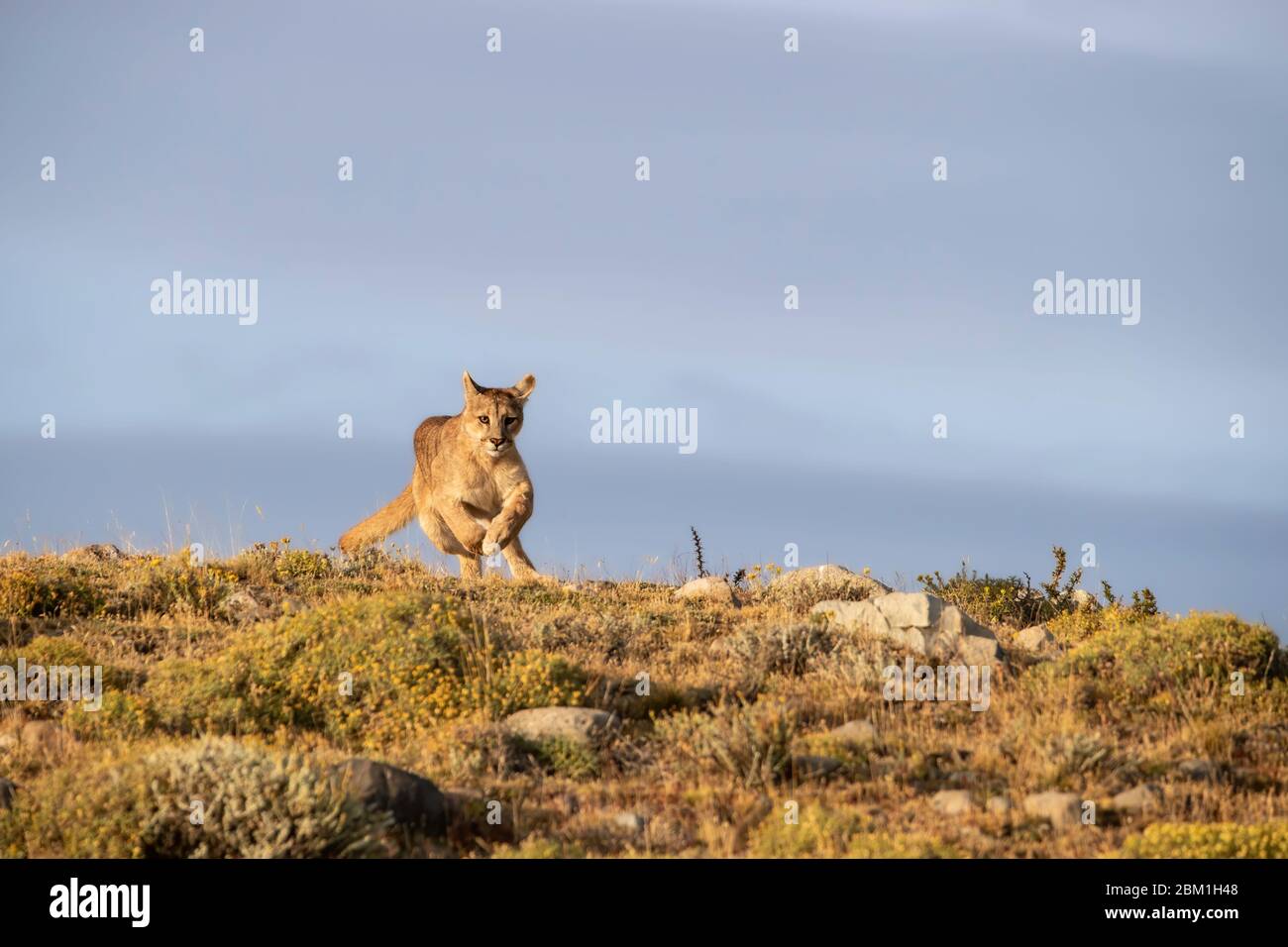 Single Puma running on a hill side, silhouetted against blue sky. Also ...