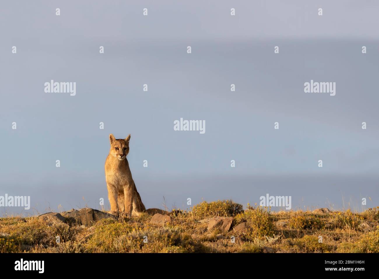 Single Puma sitting on a hill side, silhouetted against blue sky. Also ...