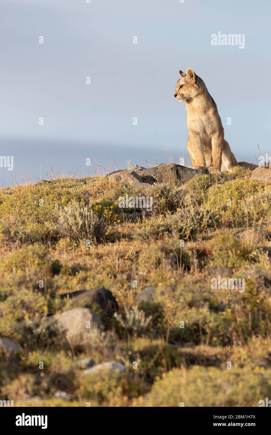 Cat Silhouette High Resolution Stock Photography and Images - Alamy
