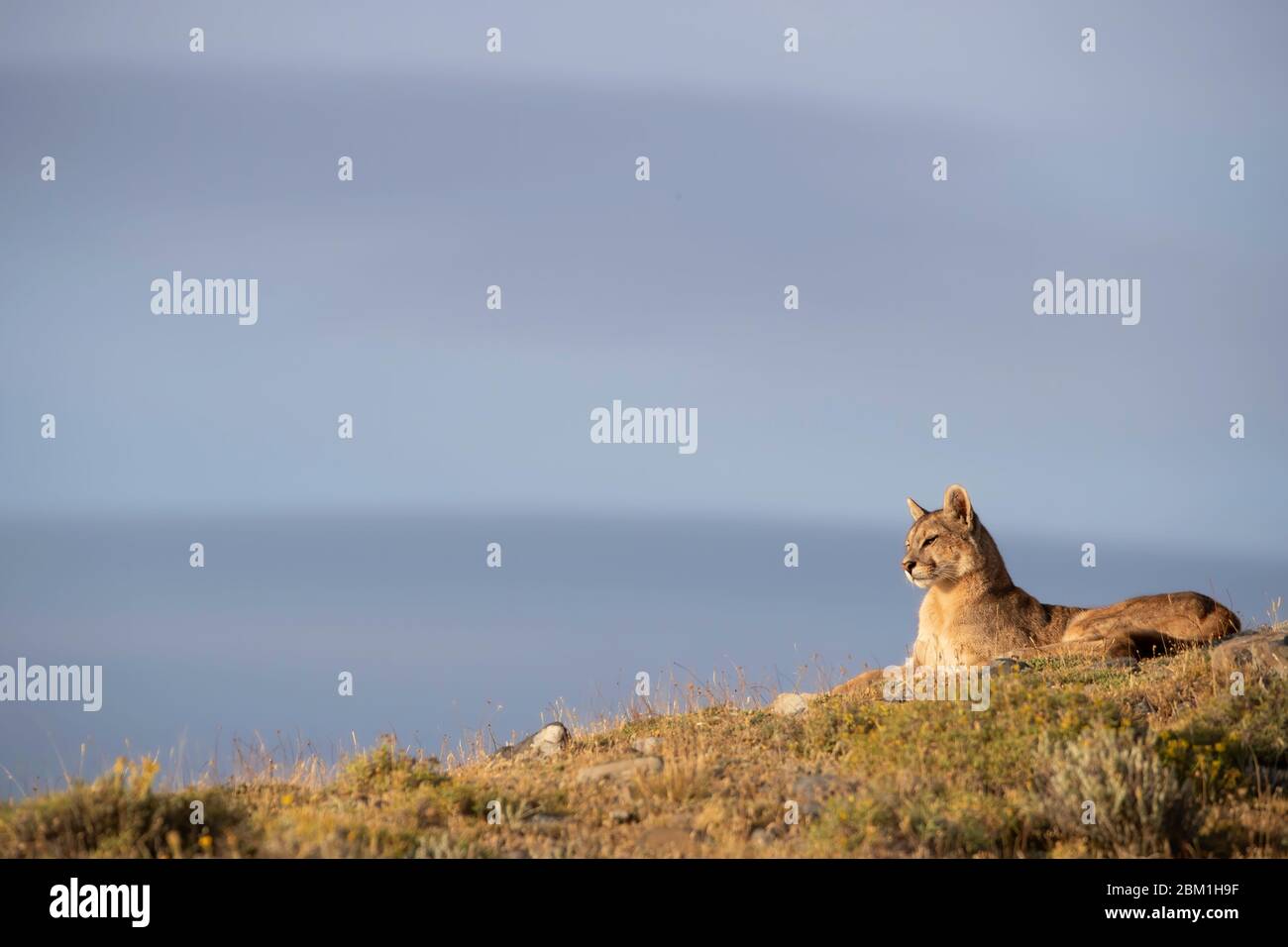 Single Puma sitting on a hill side, silhouetted against blue sky. Also ...