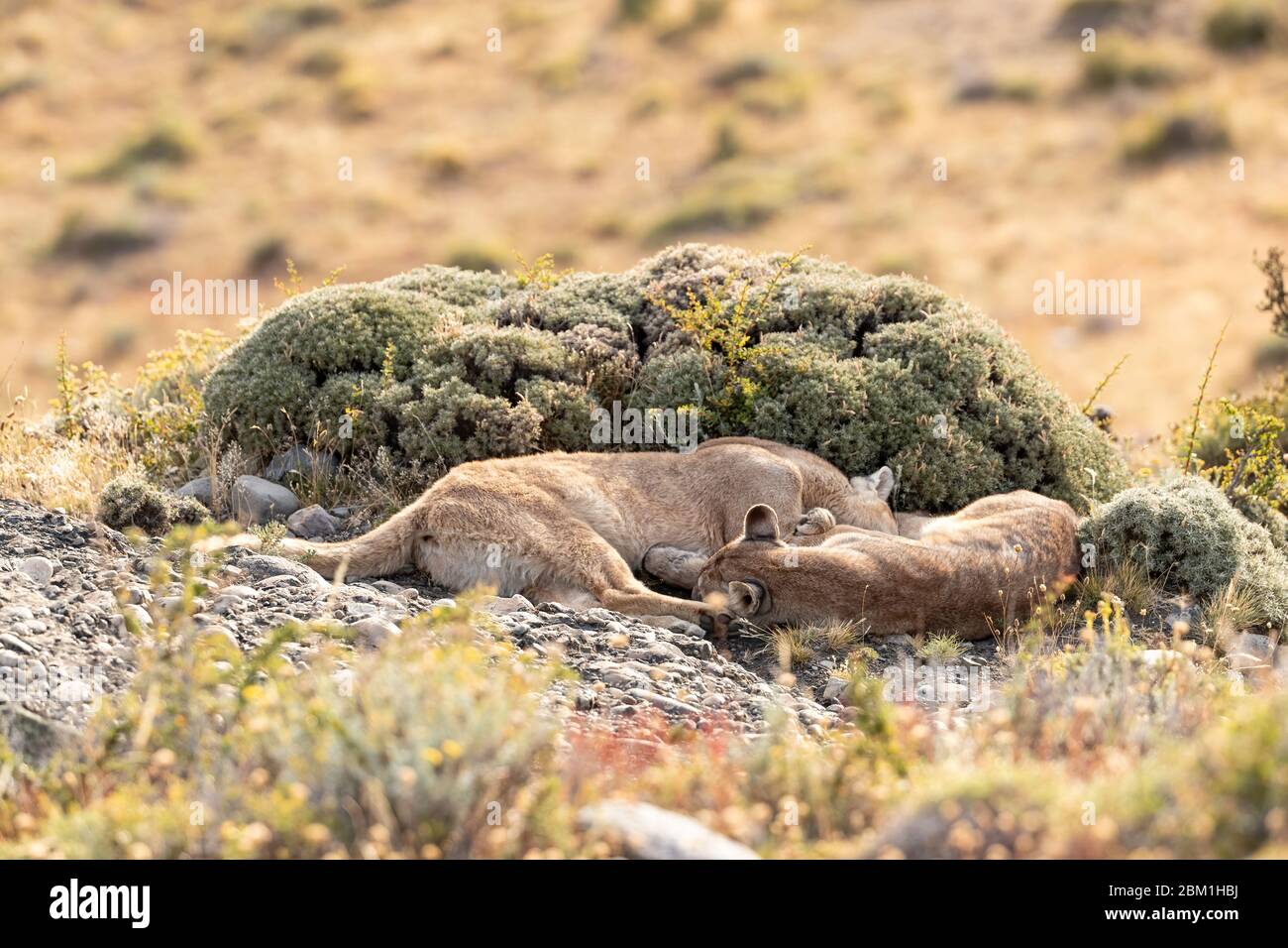 Pair of juvenile puma cubs asleep in front of rocks on a hill side ...
