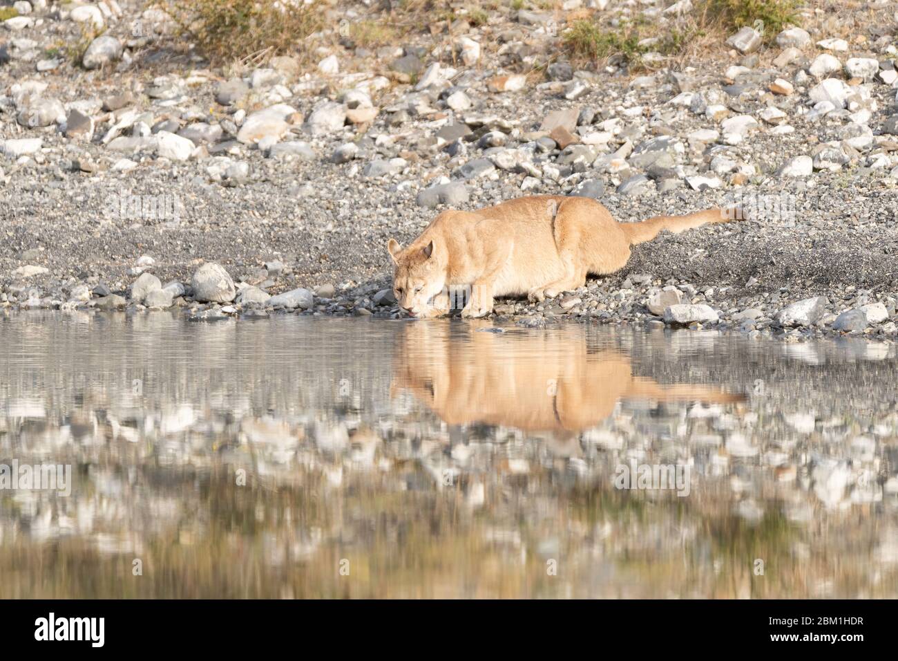 Single adult female puma in bright sunlight drinking from a lake with ...