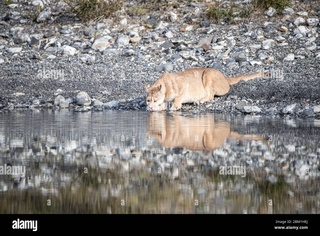 Single adult female puma in bright sunlight drinking from a lake with ...