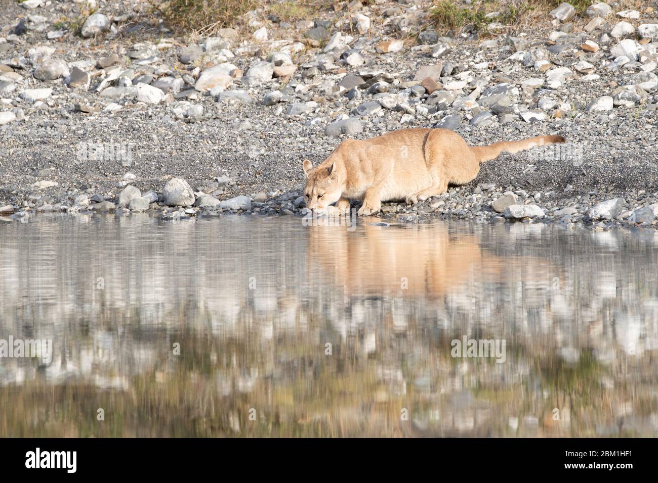 Single adult female puma in bright sunlight drinking from a lake with ...