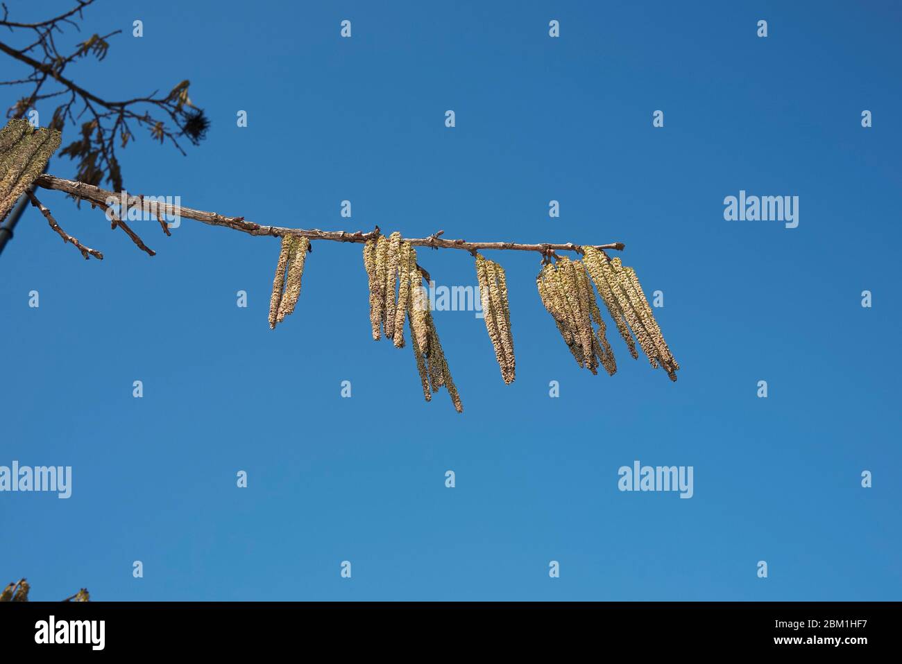 Corylus colurna tree in bloom Stock Photo - Alamy