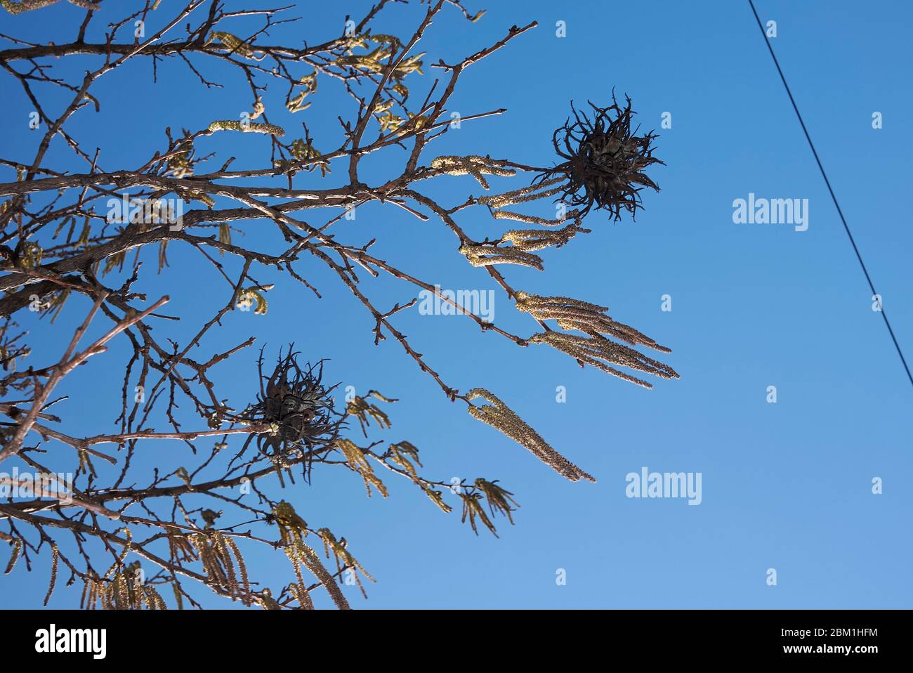 Corylus colurna tree in bloom Stock Photo - Alamy