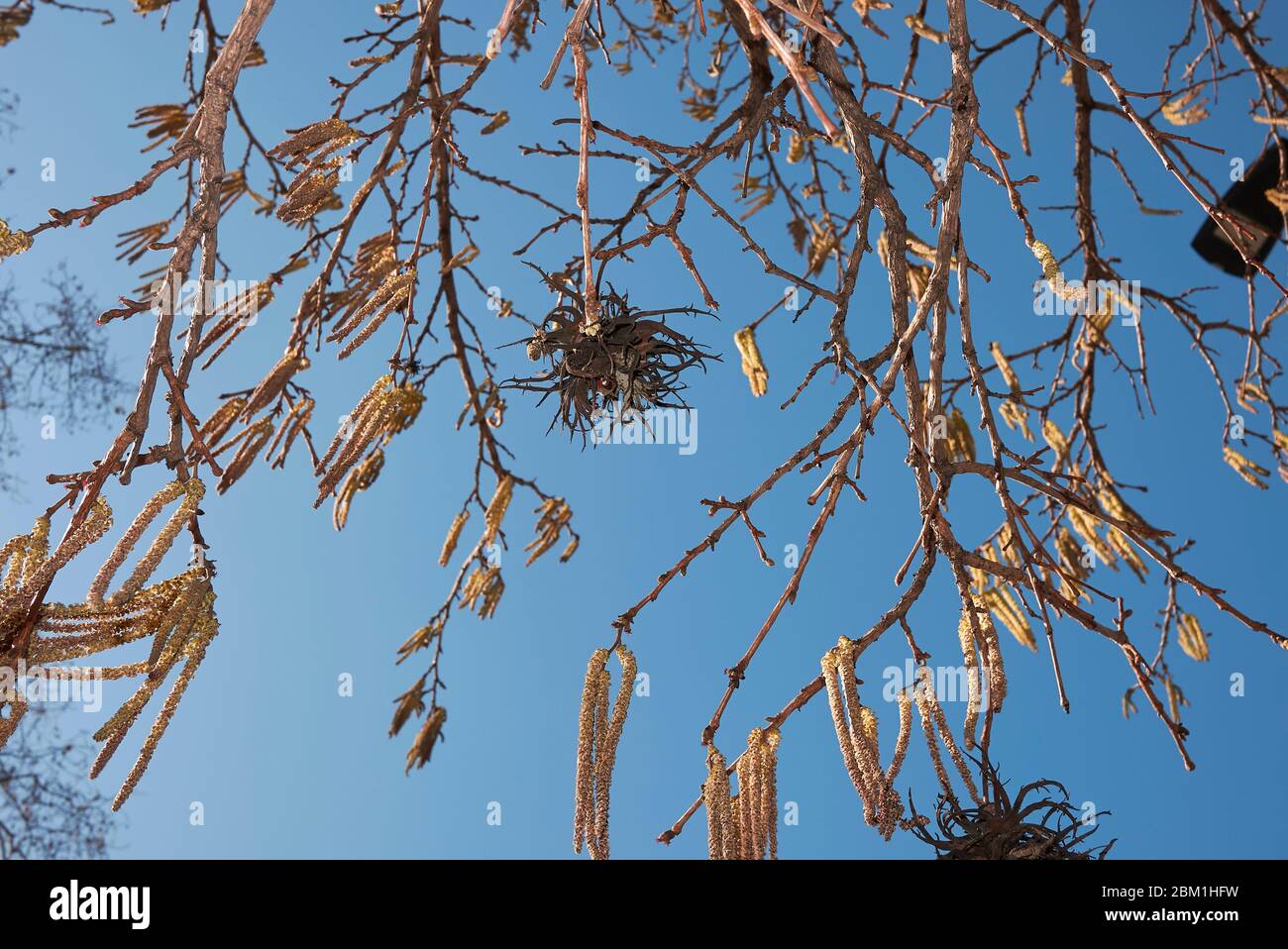 Corylus colurna tree in bloom Stock Photo - Alamy