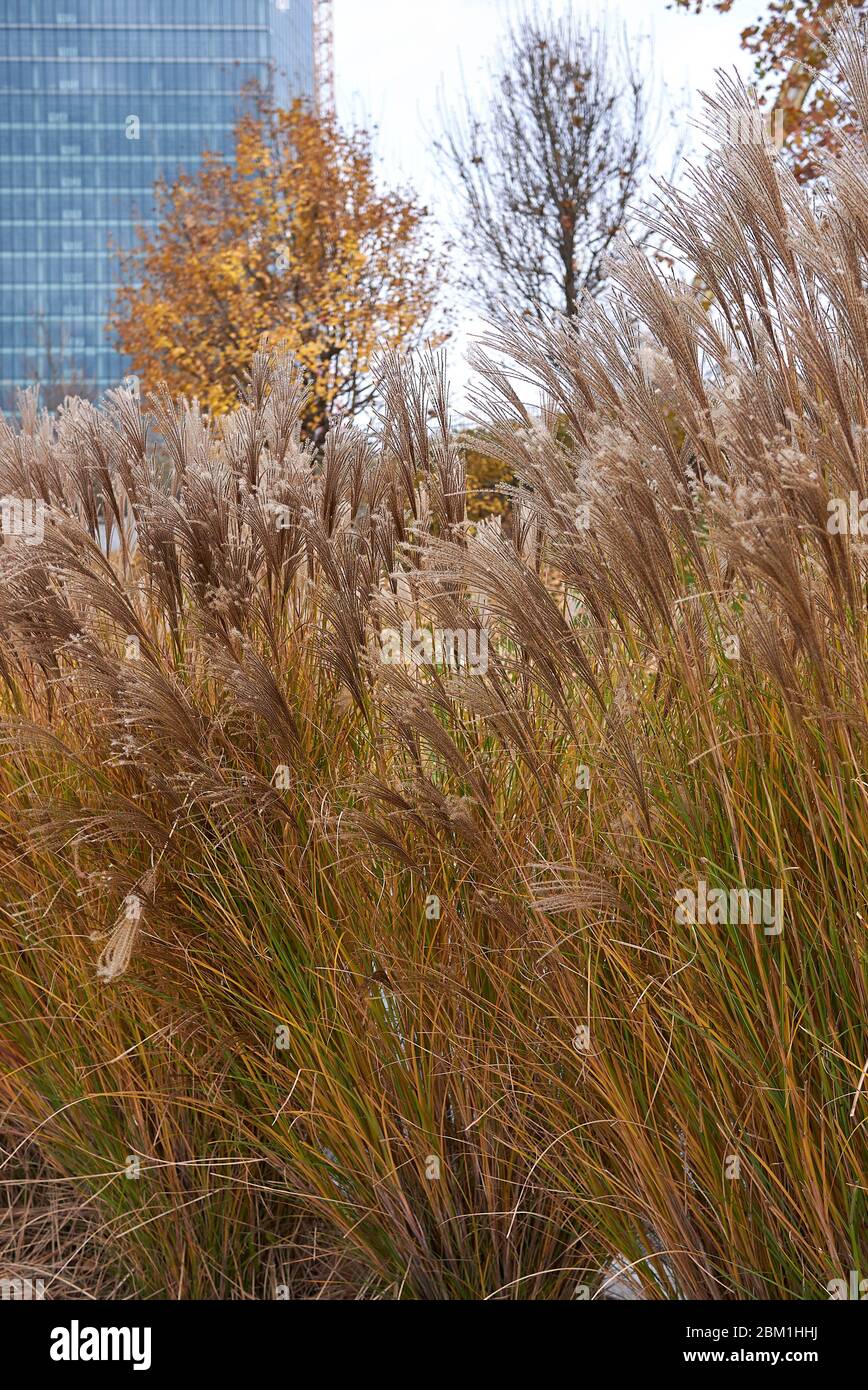 Miscanthus sinensis grass in bloom Stock Photo - Alamy