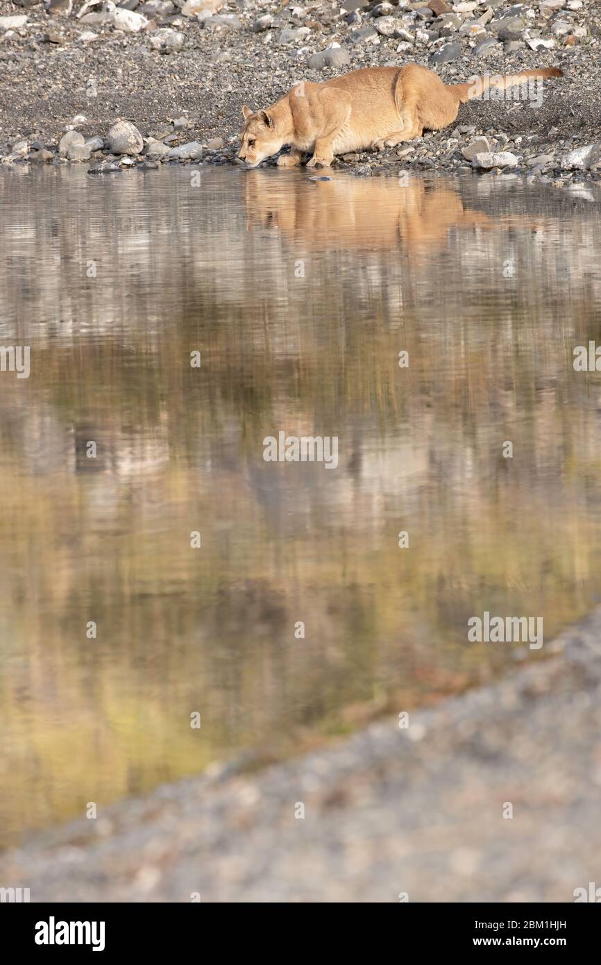 Single adult female puma in bright sunlight drinking from a lake with ...