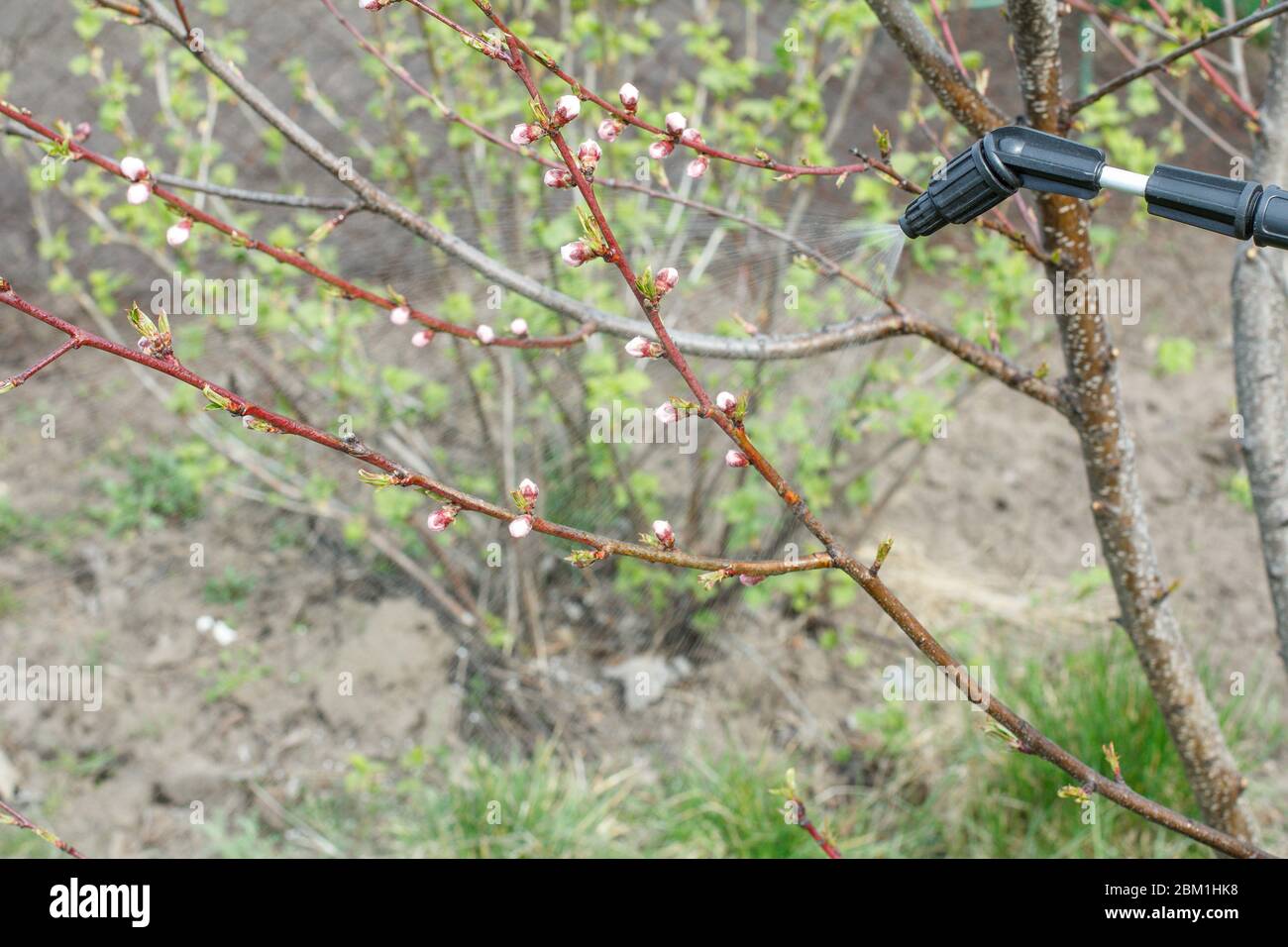 Nectarine tree is protected from fungal disease or vermin by a pressure ...