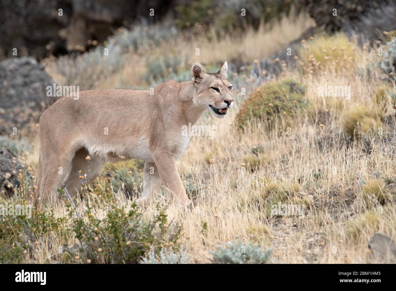 Single adult female puma in bright sunlight walking through the grass ...