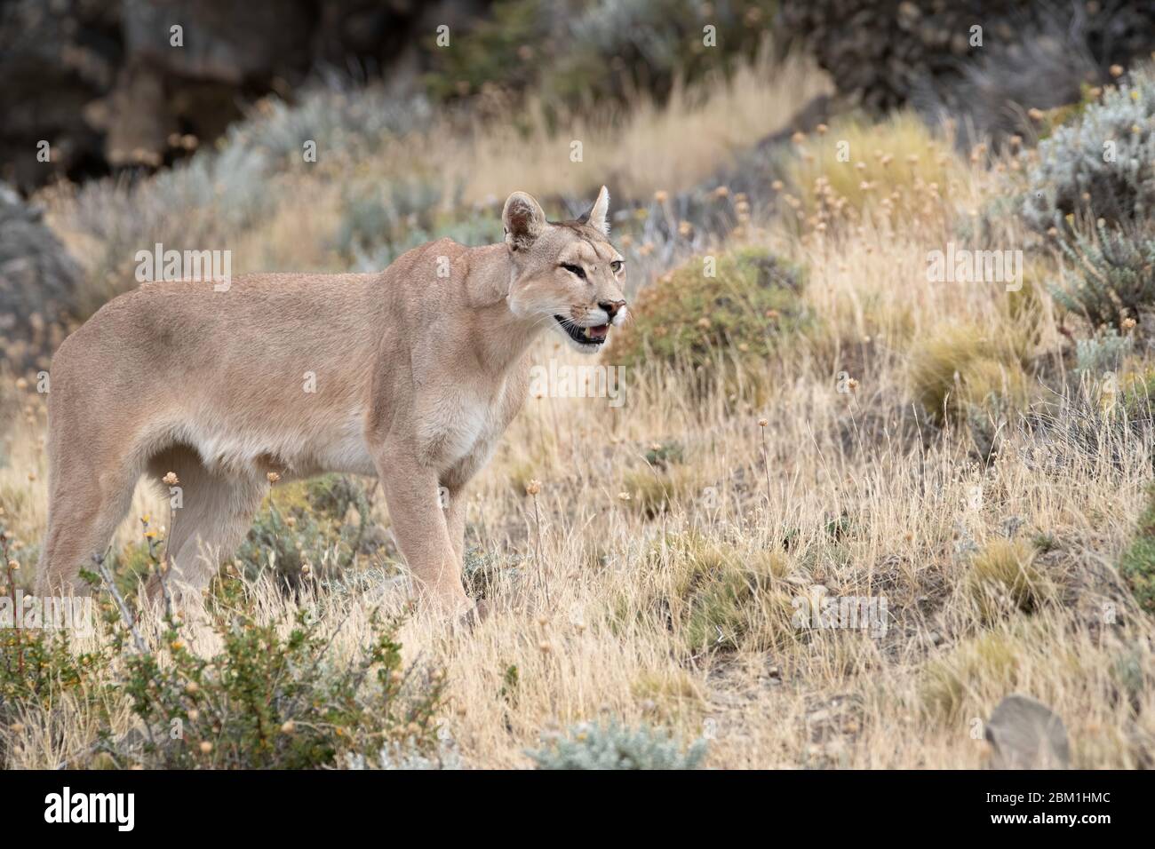 Single adult female puma in bright sunlight walking through the grass ...