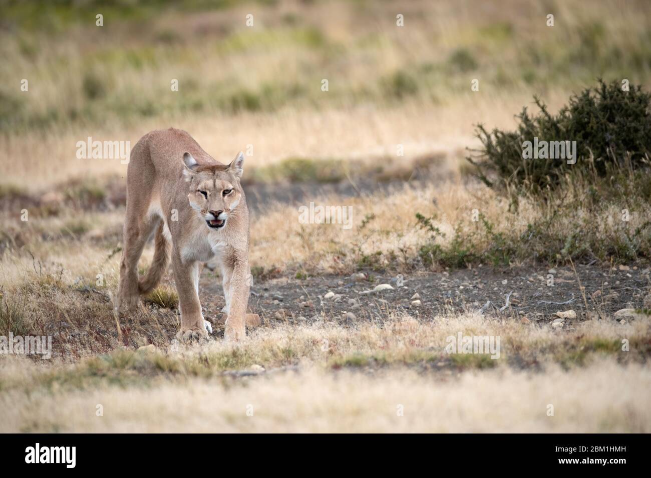 Single adult female puma in bright sunlight walking through the grass ...