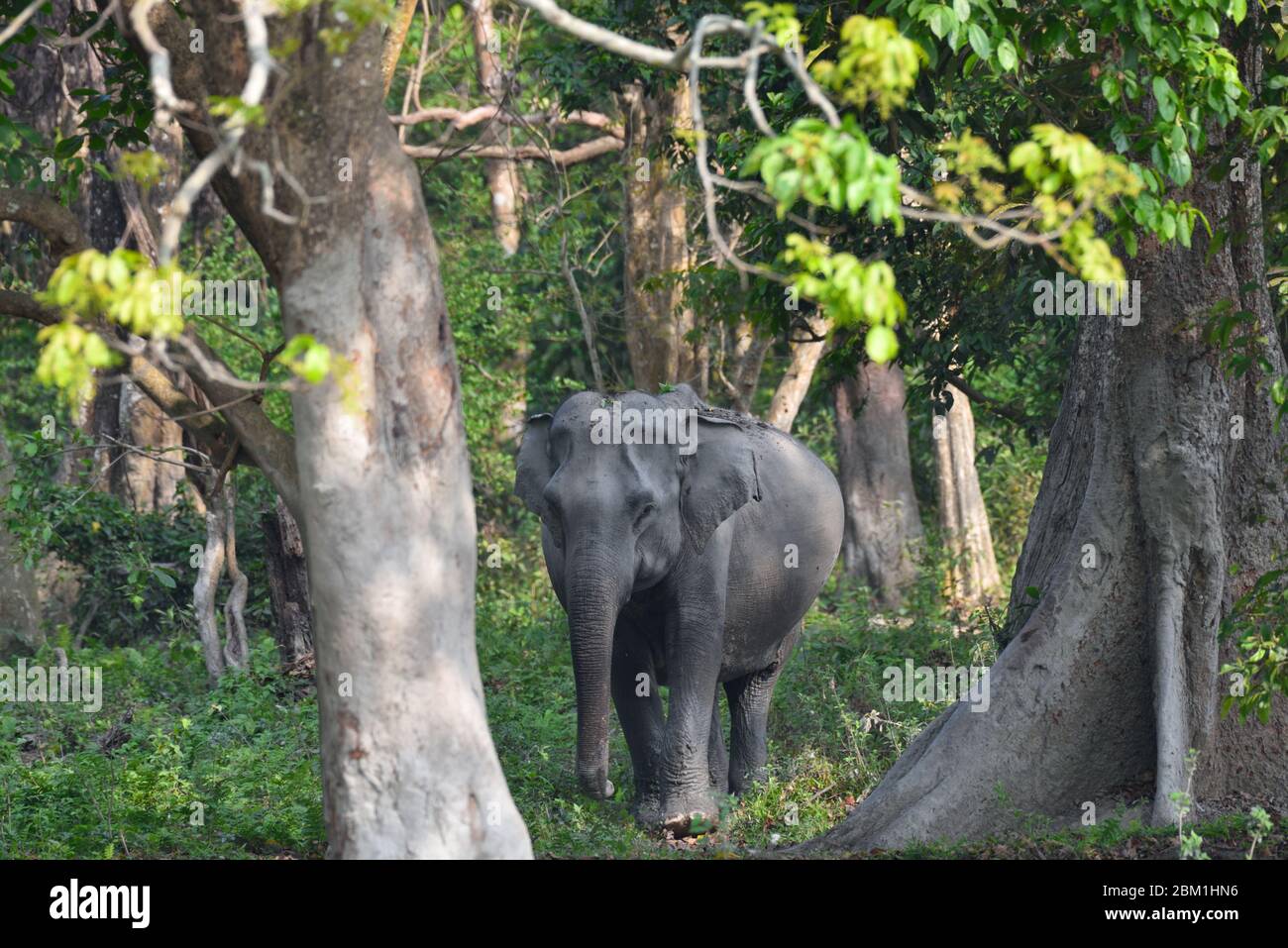 Wild elephant in Kaziranga national park in Assam, India stock photo ...
