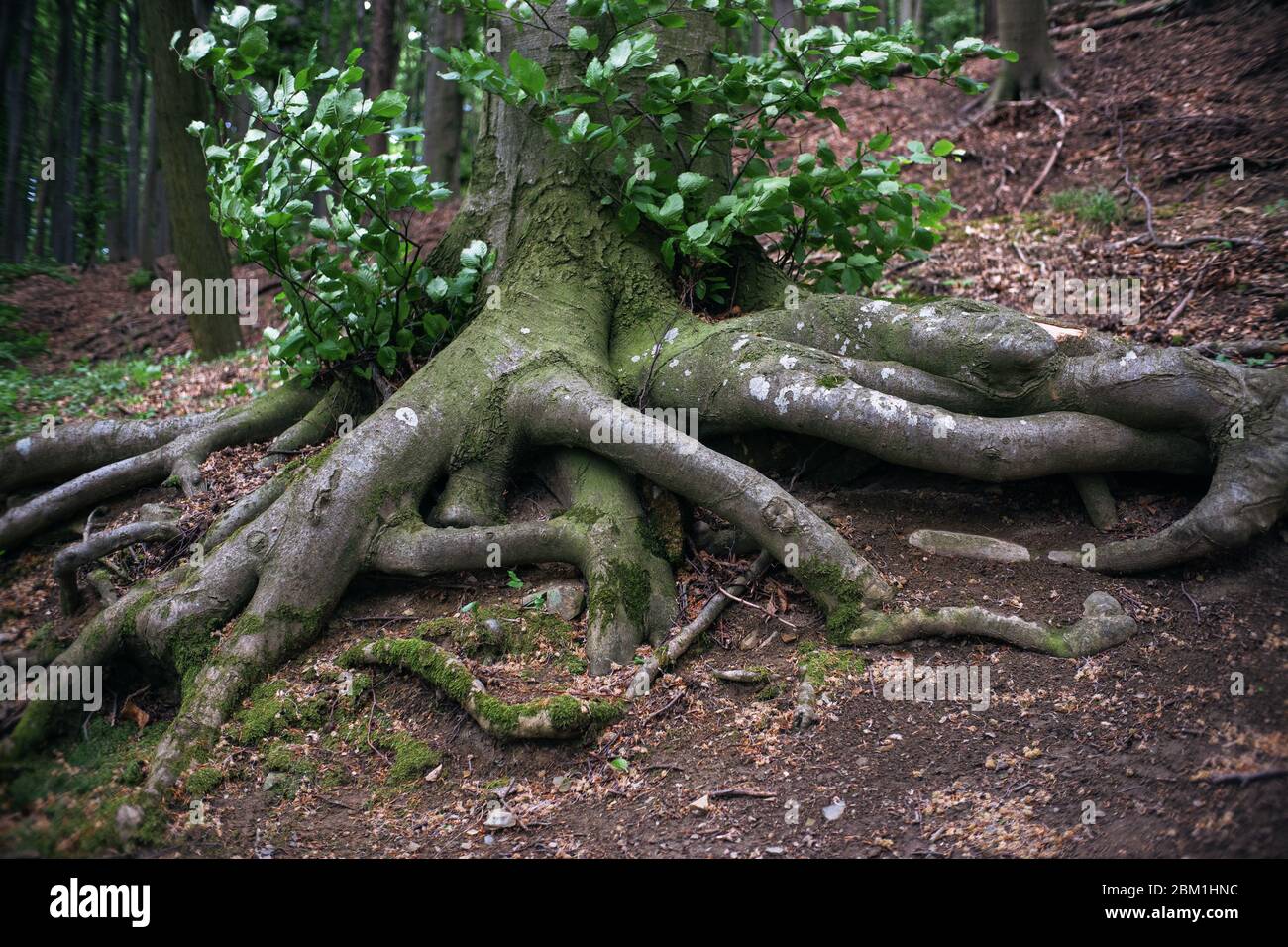 Mystic giant tree roots in the deep green forest Stock Photo - Alamy