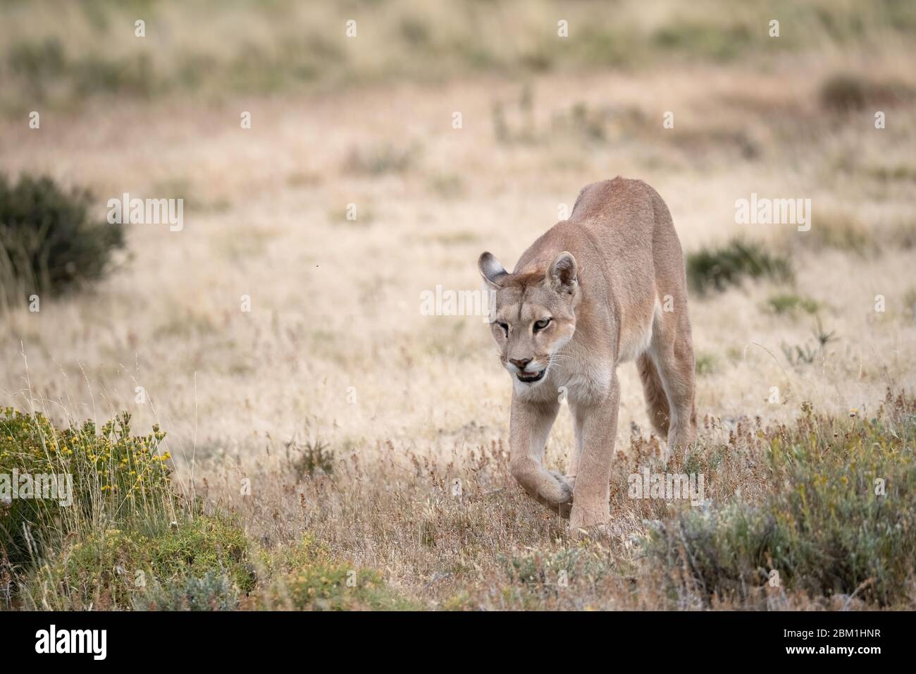 Single adult female puma in bright sunlight walking through the grass ...