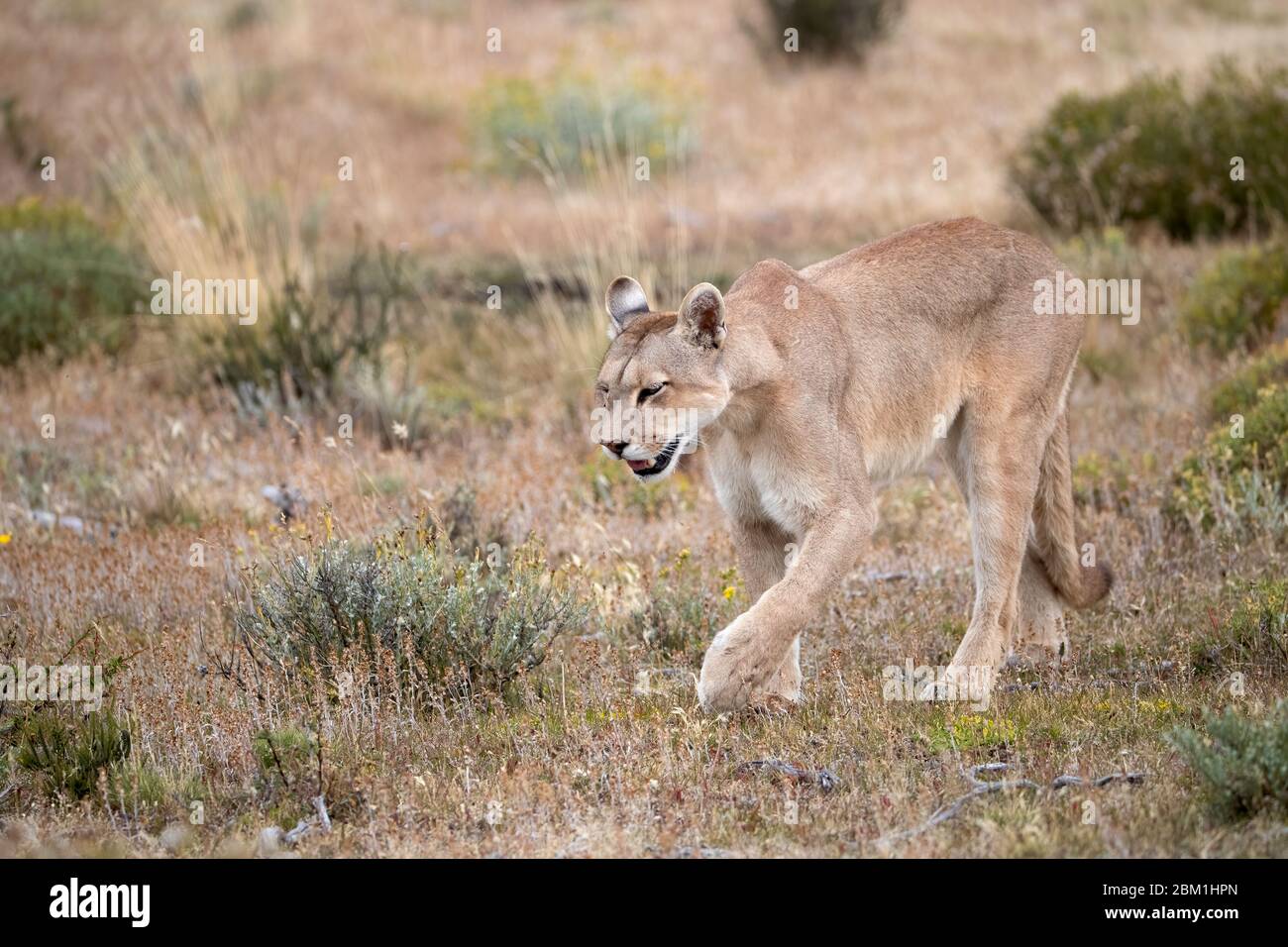 Single adult female puma in bright sunlight walking through the grass ...
