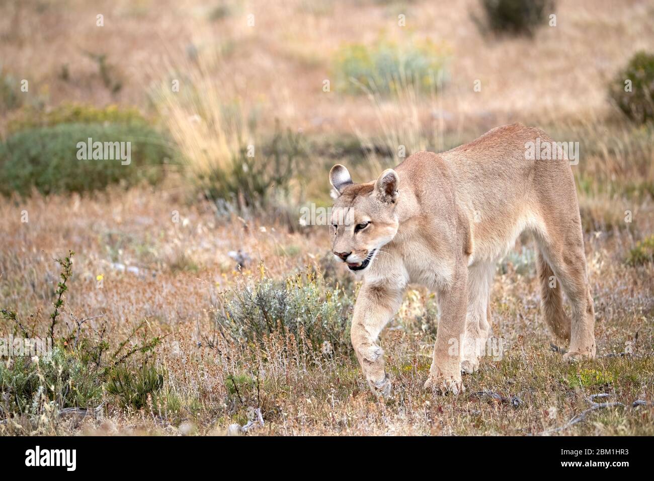 Single adult female puma in bright sunlight walking through the grass ...