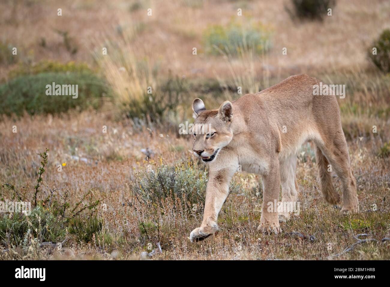 Single adult female puma in bright sunlight walking through the grass ...