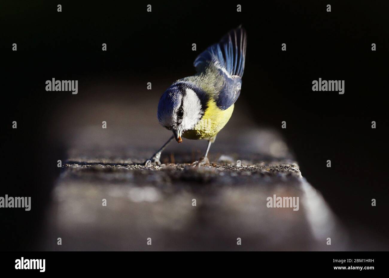 A blue tit approaches it's nest with an insect in it's beak on a garden ...