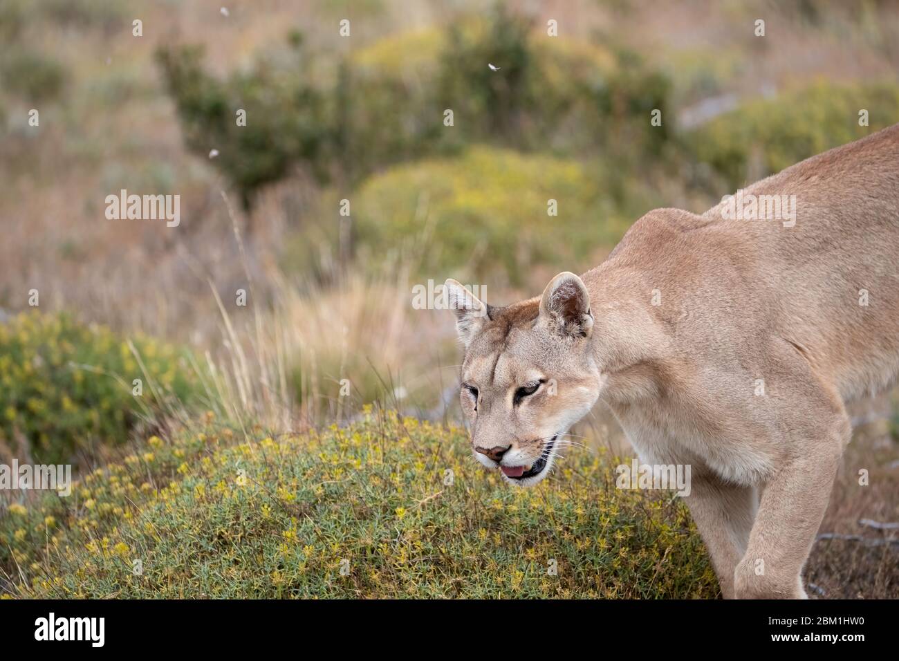 Single adult female puma in bright sunlight walking through the grass ...