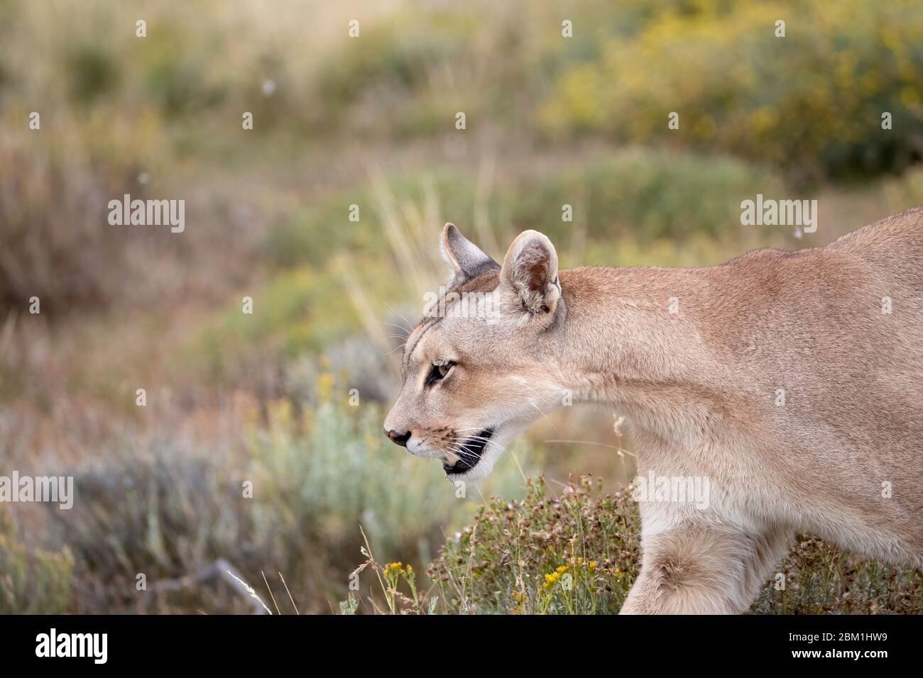Single adult female puma in bright sunlight walking through the grass ...