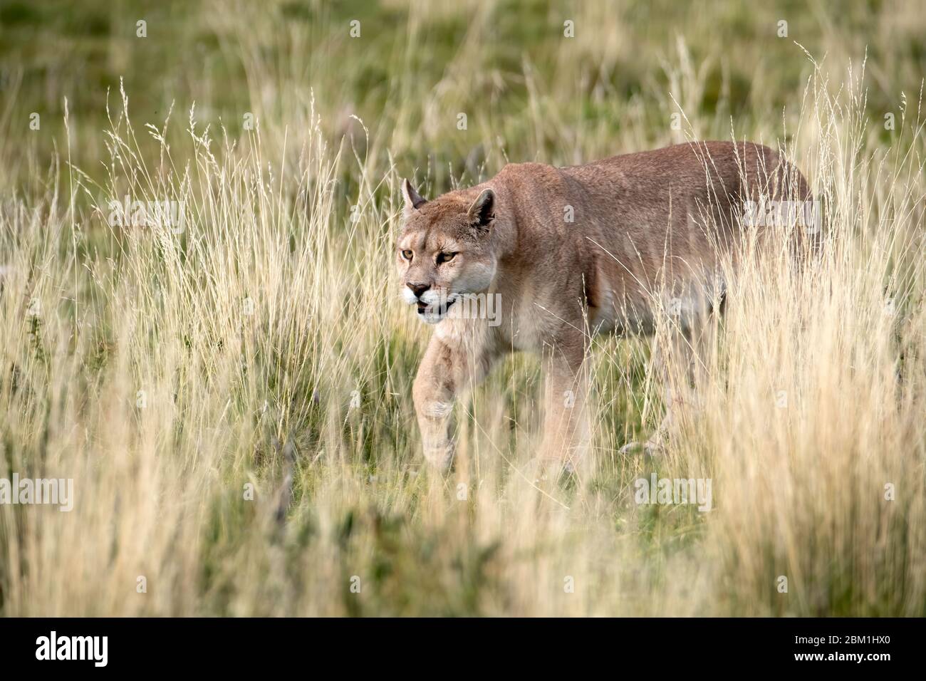 Single adult female puma in bright sunlight walking through the grass ...