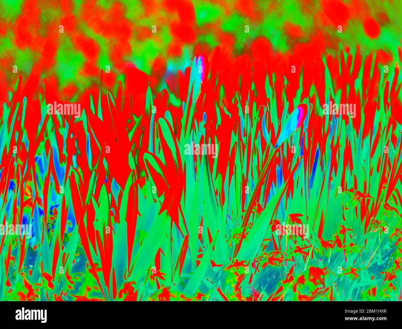 Spring flower bed in Infra or thermography photo. Low thermal radiation ...