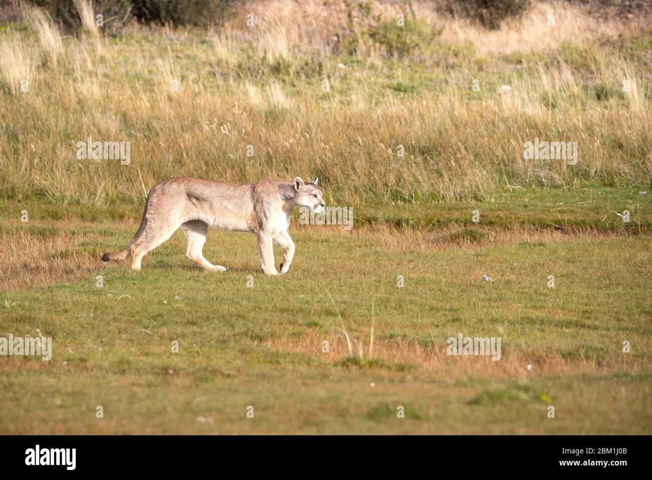 Single adult female puma in bright sunlight walking through the grass ...