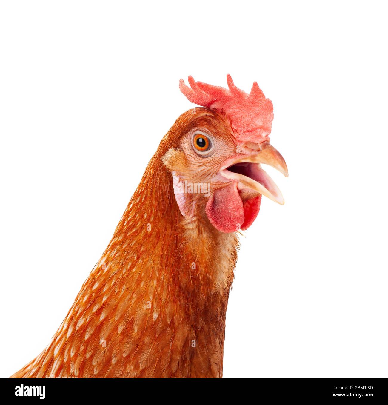 close up head of male chicken isolate white background Stock Photo - Alamy