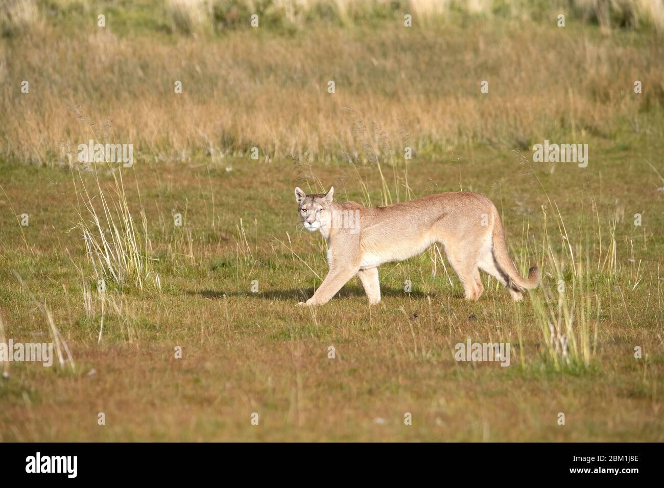 Single adult female puma in bright sunlight walking through the grass ...