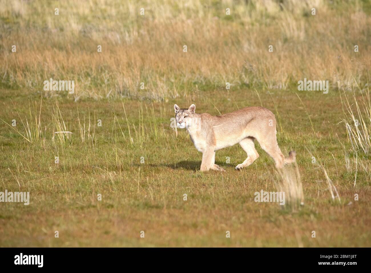 Single adult female puma in bright sunlight walking through the grass ...