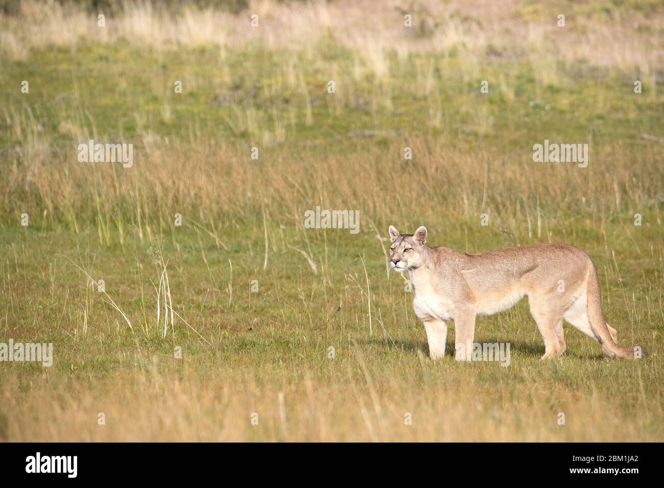 Single adult female puma in bright sunlight walking through the grass ...