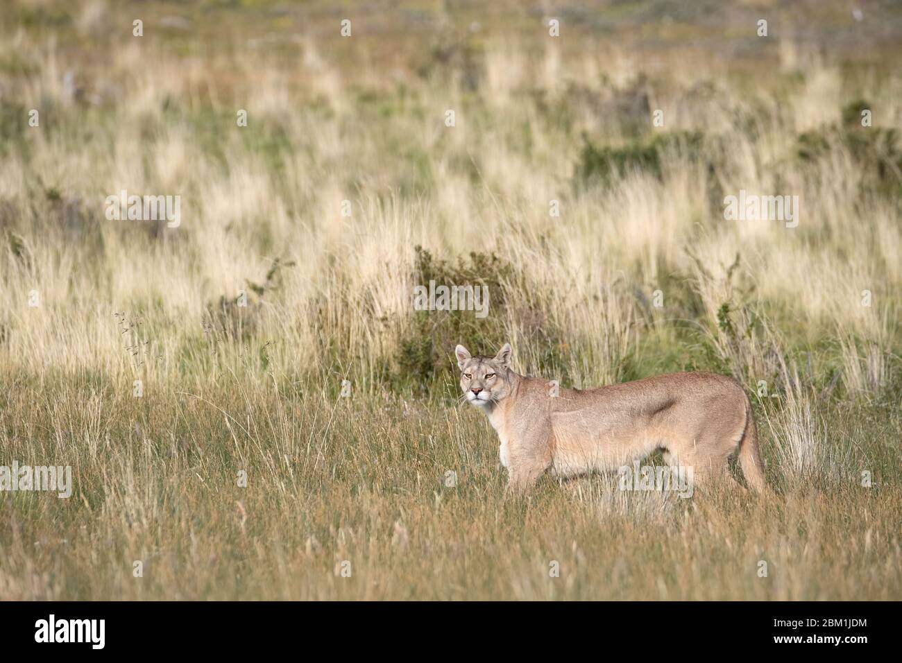 Single adult female puma in bright sunlight walking through the grass ...
