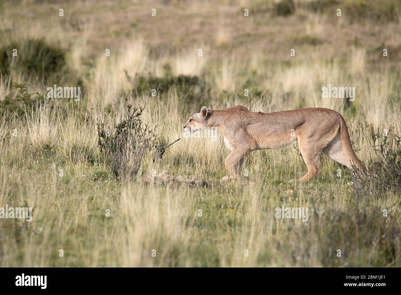 Single adult female puma in bright sunlight walking through the grass ...