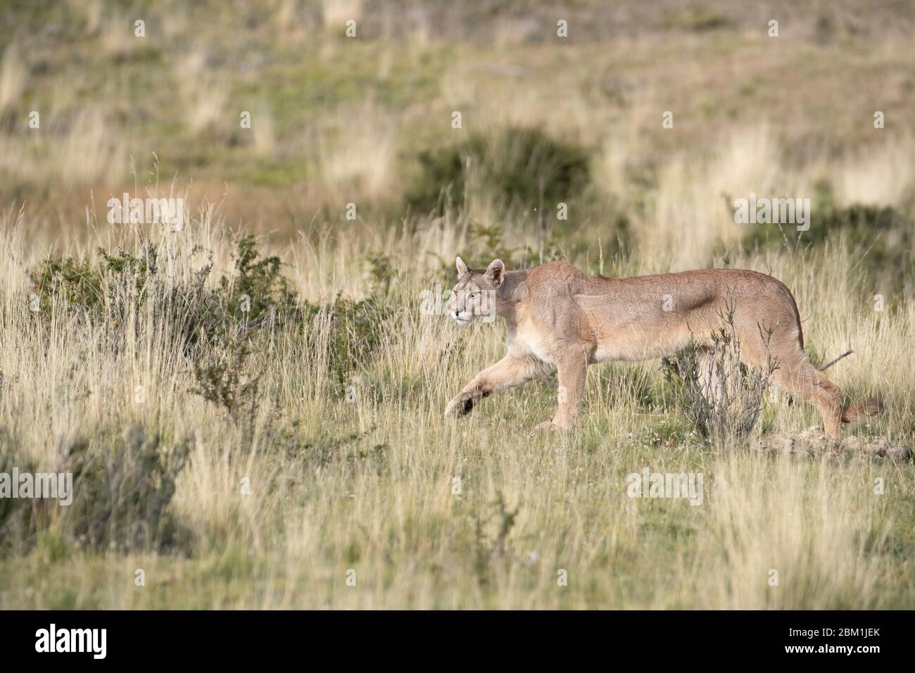 Single adult female puma in bright sunlight walking through the grass ...