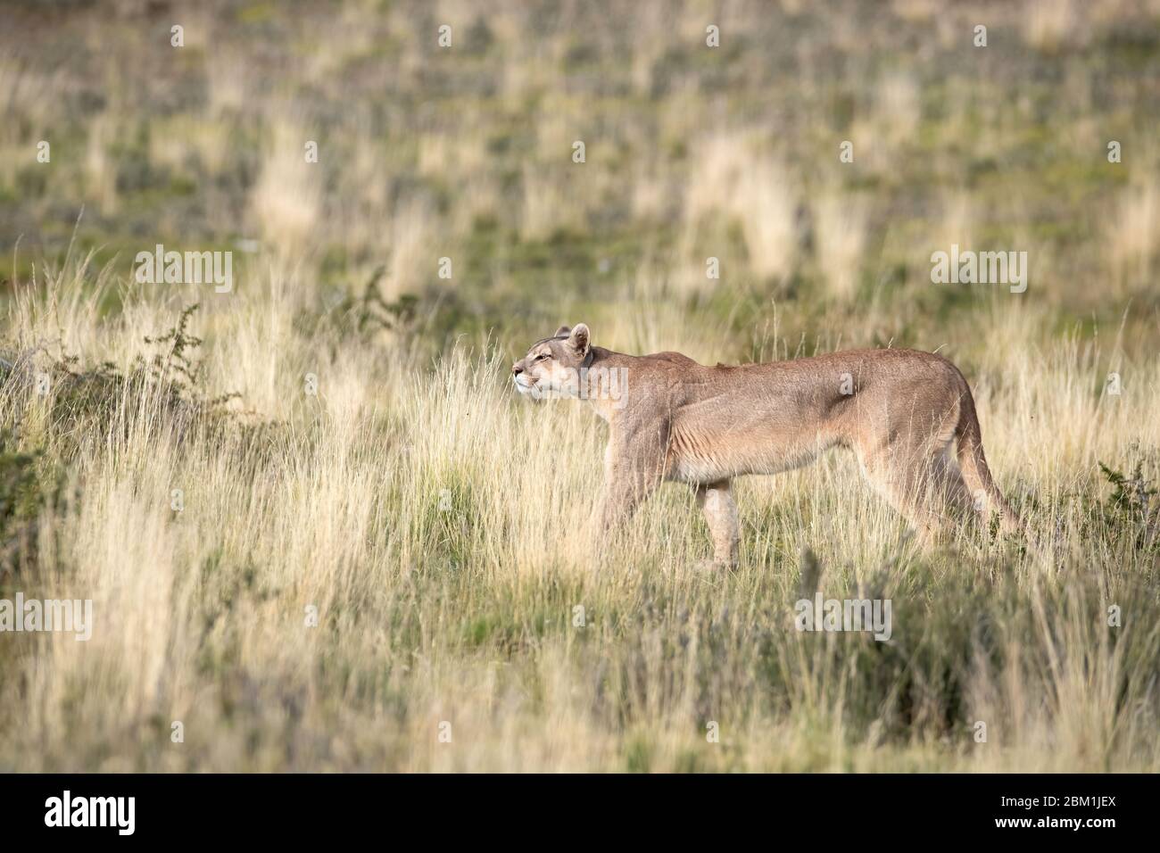 Single adult female puma in bright sunlight walking through the grass ...