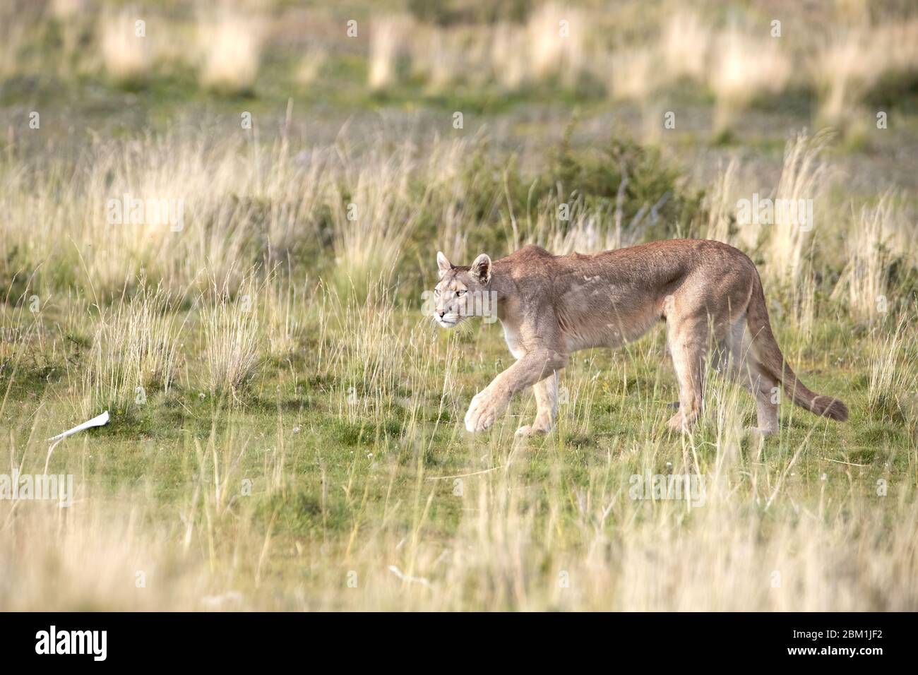 Single adult female puma in bright sunlight walking through the grass ...
