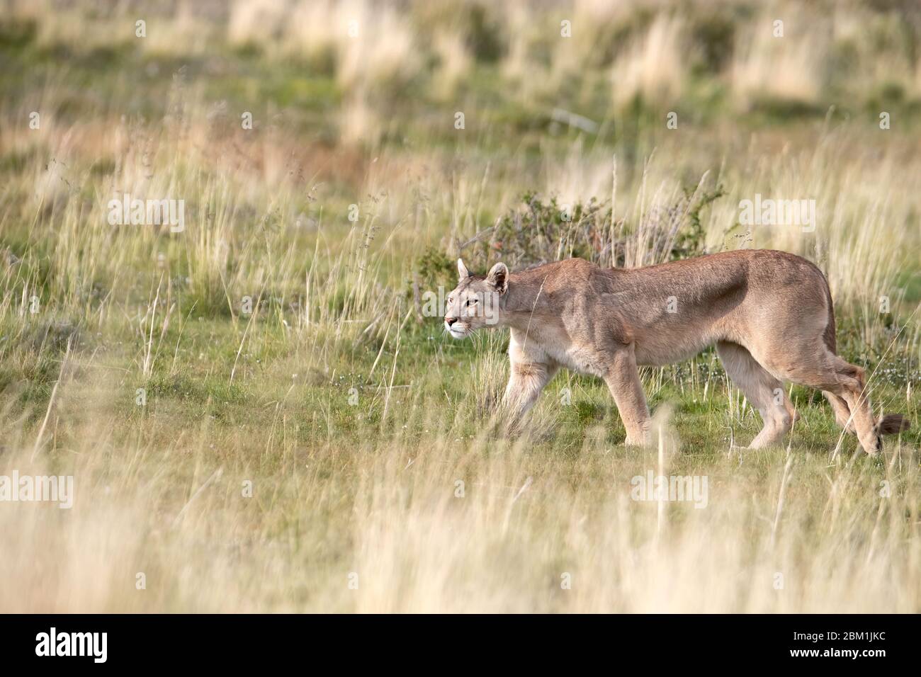 Single adult female puma in bright sunlight walking through the grass ...